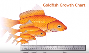 PTE Describe Image Practice 50+ Repeated Questions Answers List 2020