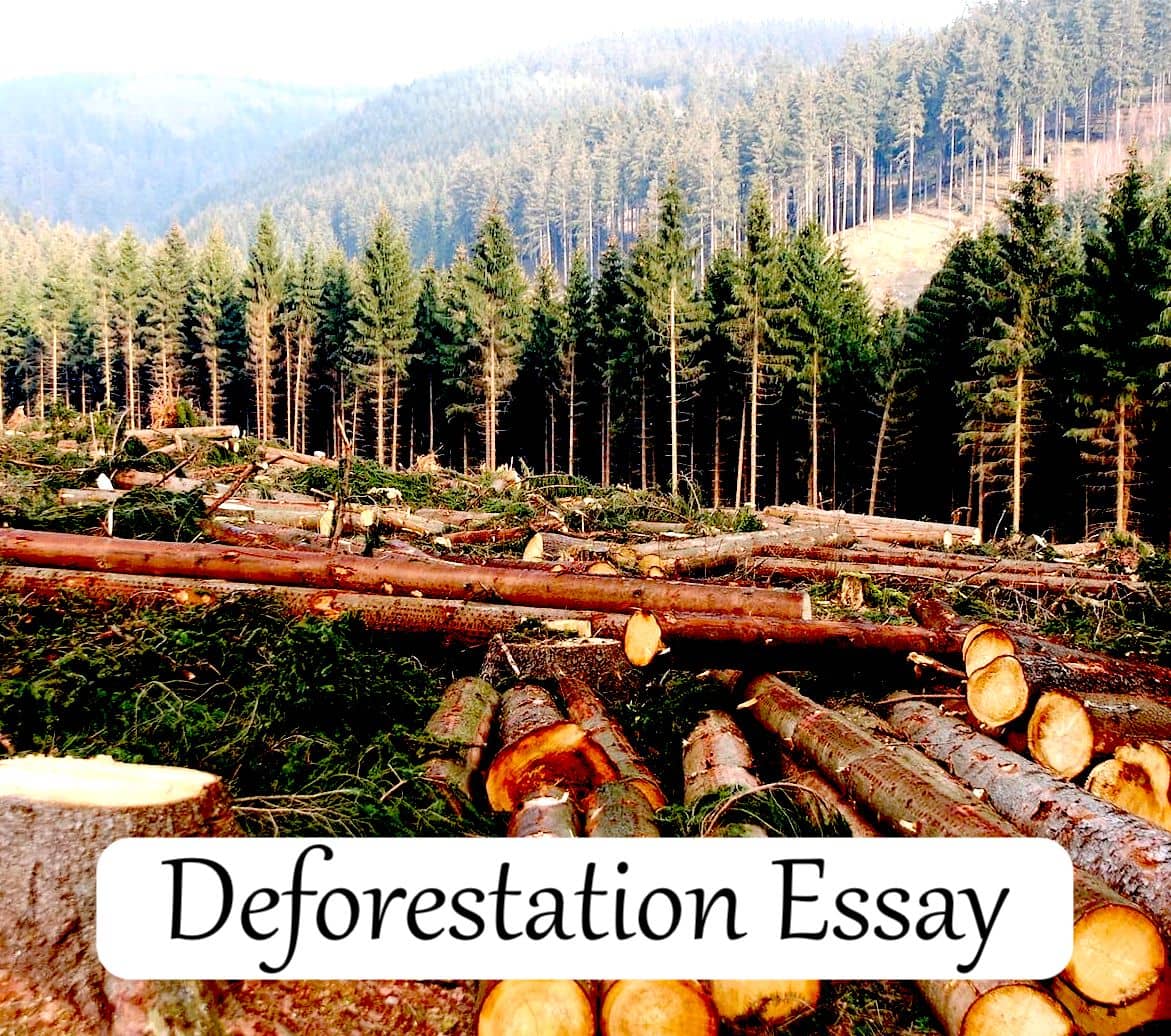 Deforestation Essay in English for Children 300 Words